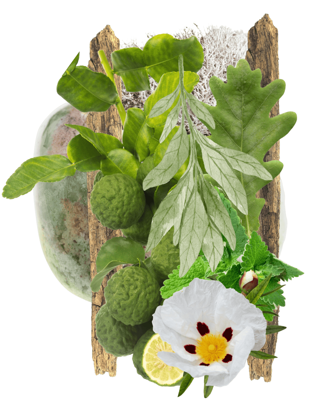 CHYPRE Olfactive Family - PERFUMESTARS.COM