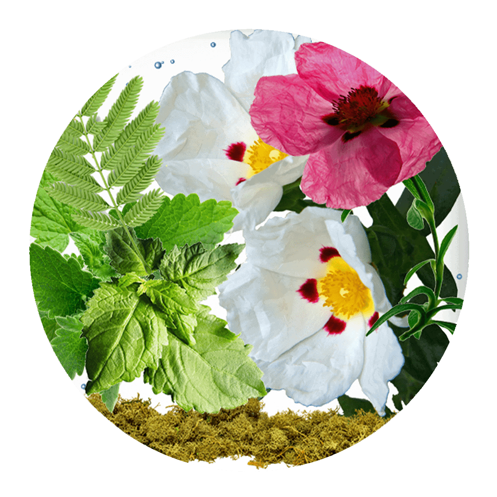 Perfume Olfactory Groups