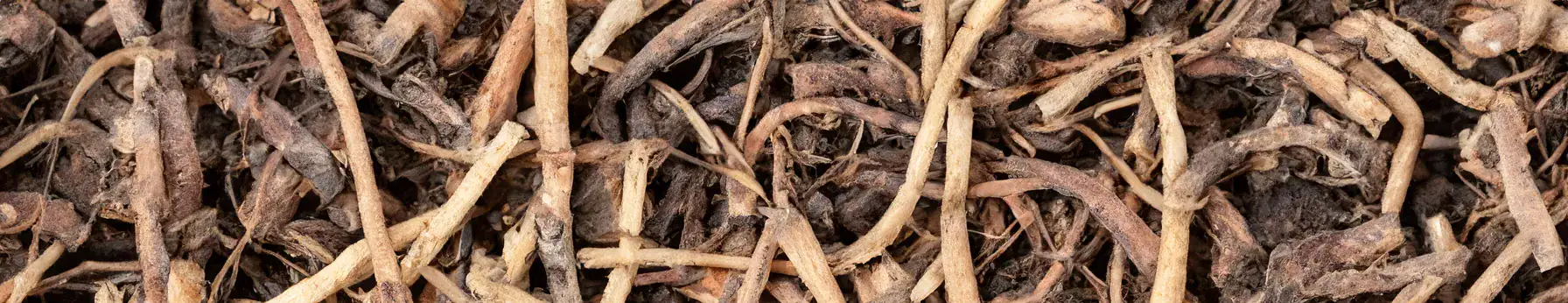The Mystique of Cypriol in Perfumery: A Journey from Extraction to ...