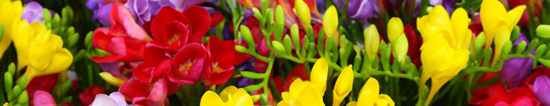 Freesia’s Role in Modern Perfumery: Capturing Lightness and Elegance
