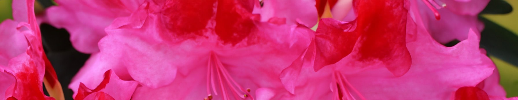 Rhododendron in Perfumery: A Journey Through Floral Depths