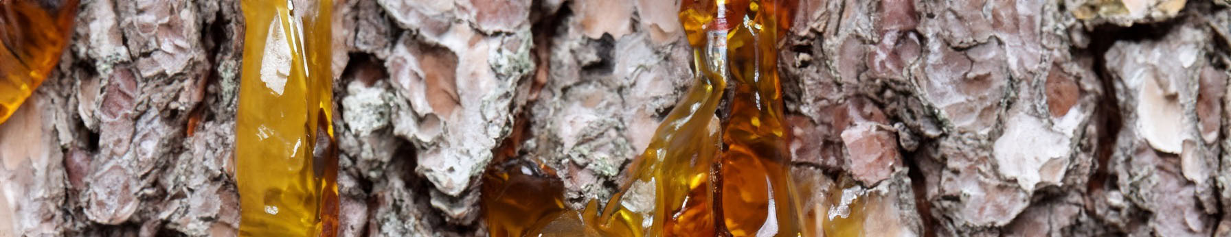 Fir Resin in Perfumery: Capturing the Essence of the Forest