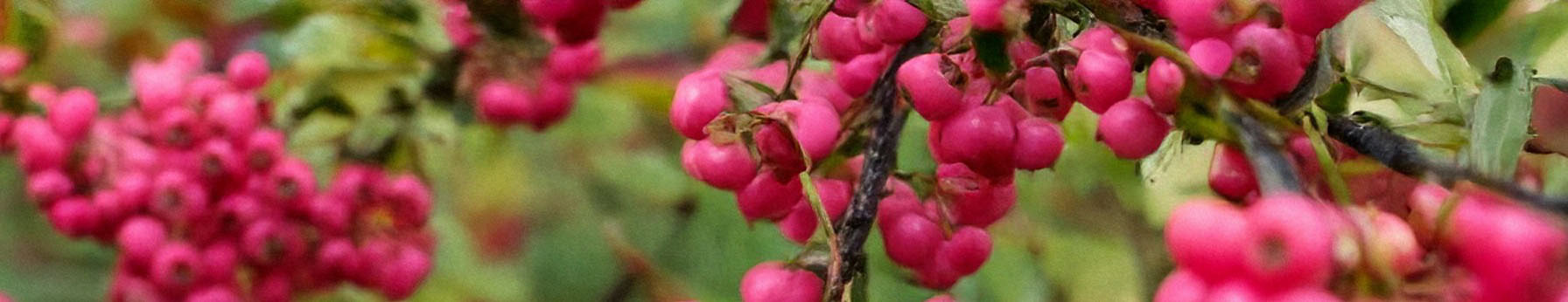 Pink Berries: The Sparkling Spice in Perfumery