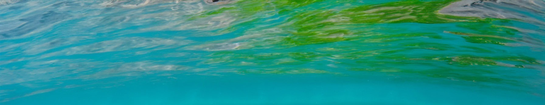 Marine Accord: A Breath of Oceanic Freshness in Perfumery