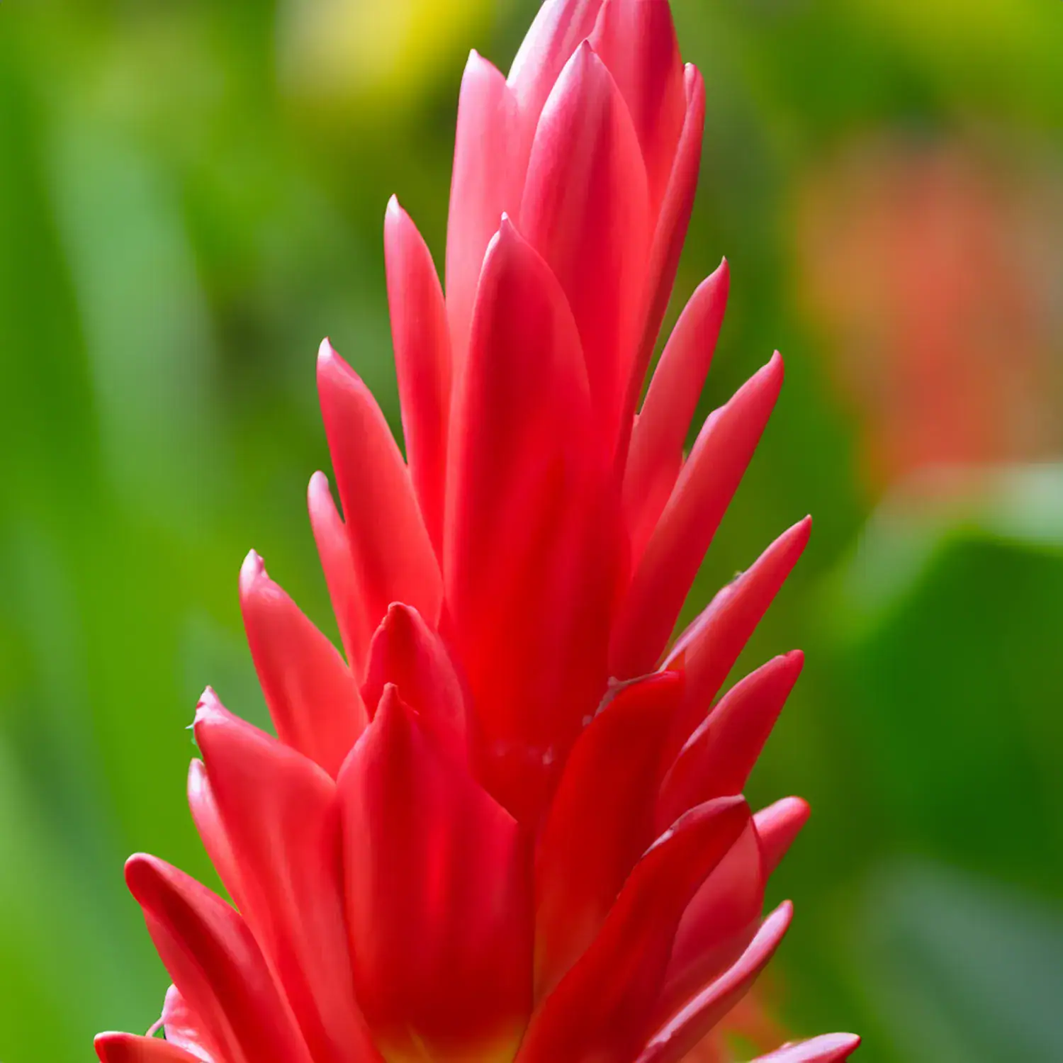 Longoza Gasoline: A Bold Modern Accent in Contemporary Perfumery