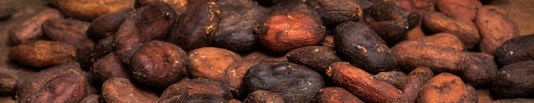 Cacao Bean: The Essence of Deep Indulgence in Modern Perfumery