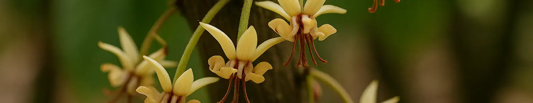 Cacao Blossom: The Delicate Heart of the Cocoa Tree in Modern Perfumery