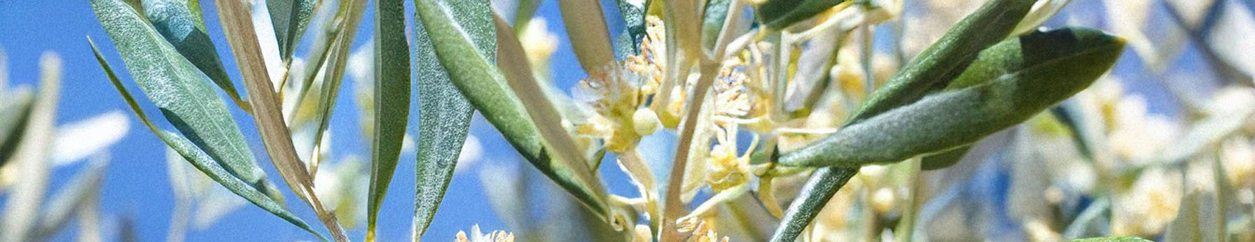 Olive Blossom: The Subtle Elegance in Modern Perfumery