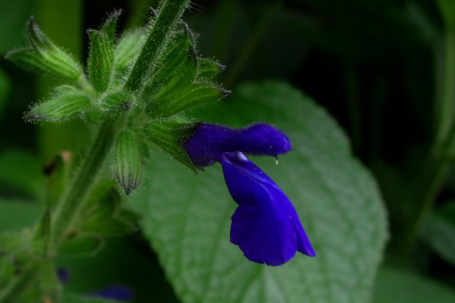Blue Sage | PerfumeStars | Latest Perfume Releases, Fragrance News ...
